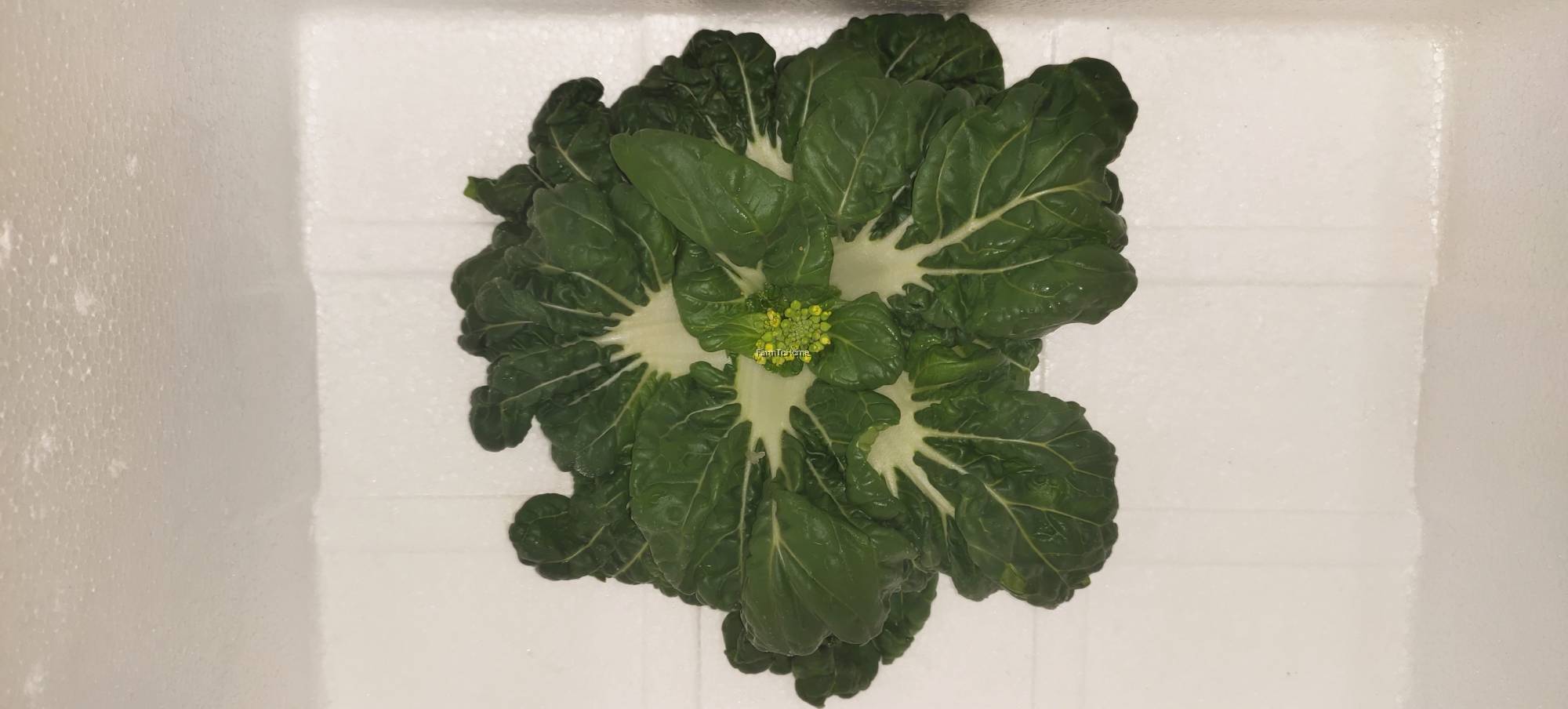 CV Nai Bak Zai (Baby Milk Cabbage) 220g