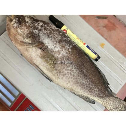 Frozen Grouper 500g